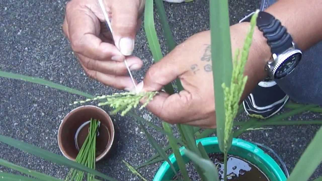 How IRRI's 100,000th rice cross was made - YouTube