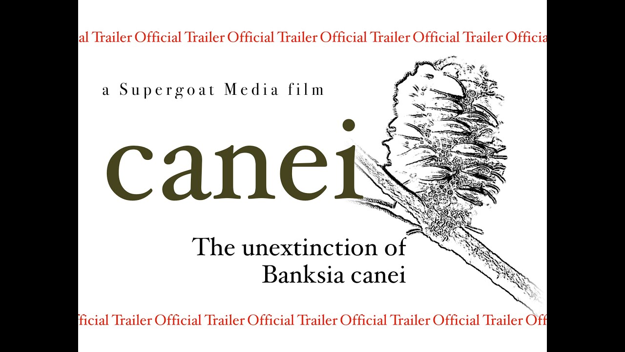 Trailer Official: canei. The Unextinction of Banksia canei - YouTube