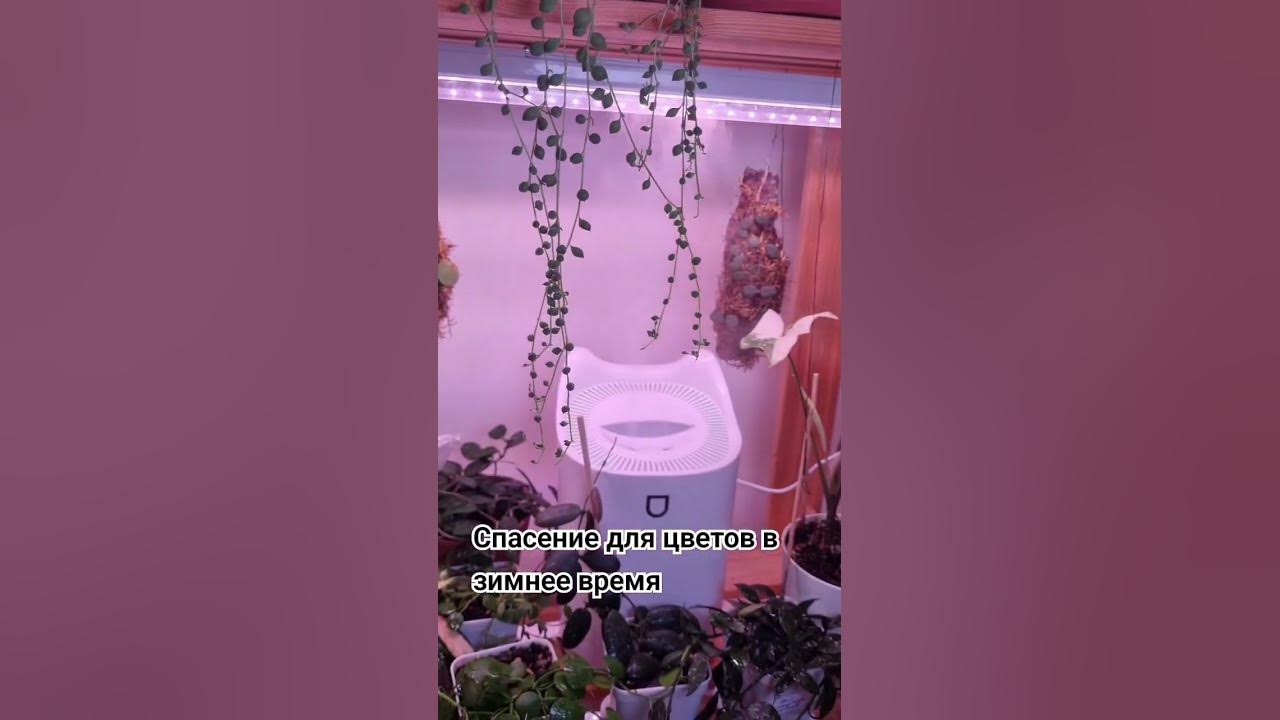 Увлажнитель для комнатных растений, небольшой объем 3 л, красивая ...