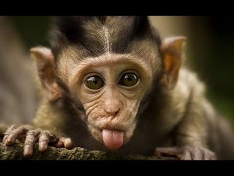 SERVICIOS SIN VIDEOJUEGOS PARTE 2 - EL SIMIO HABLA - YouTube