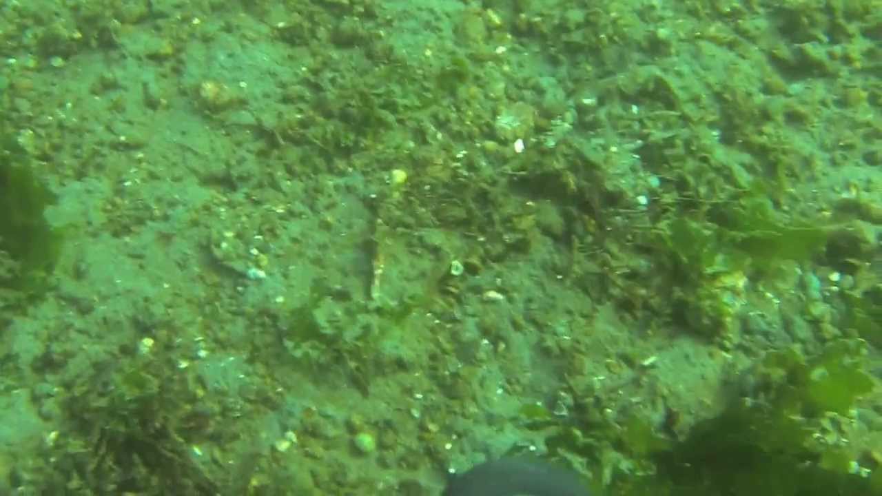 Scuba Diving Three Tree Point - YouTube