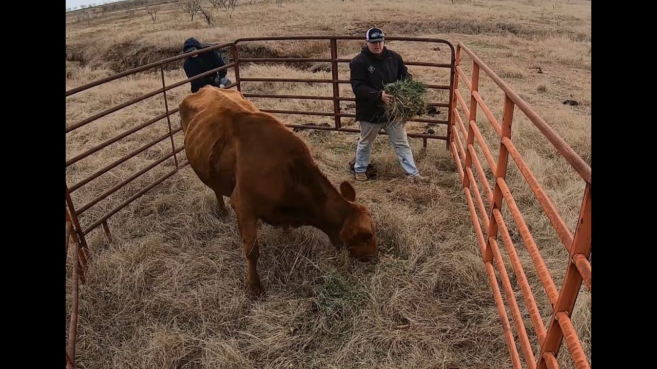 Saving A Cow With Foot Rot Youtube