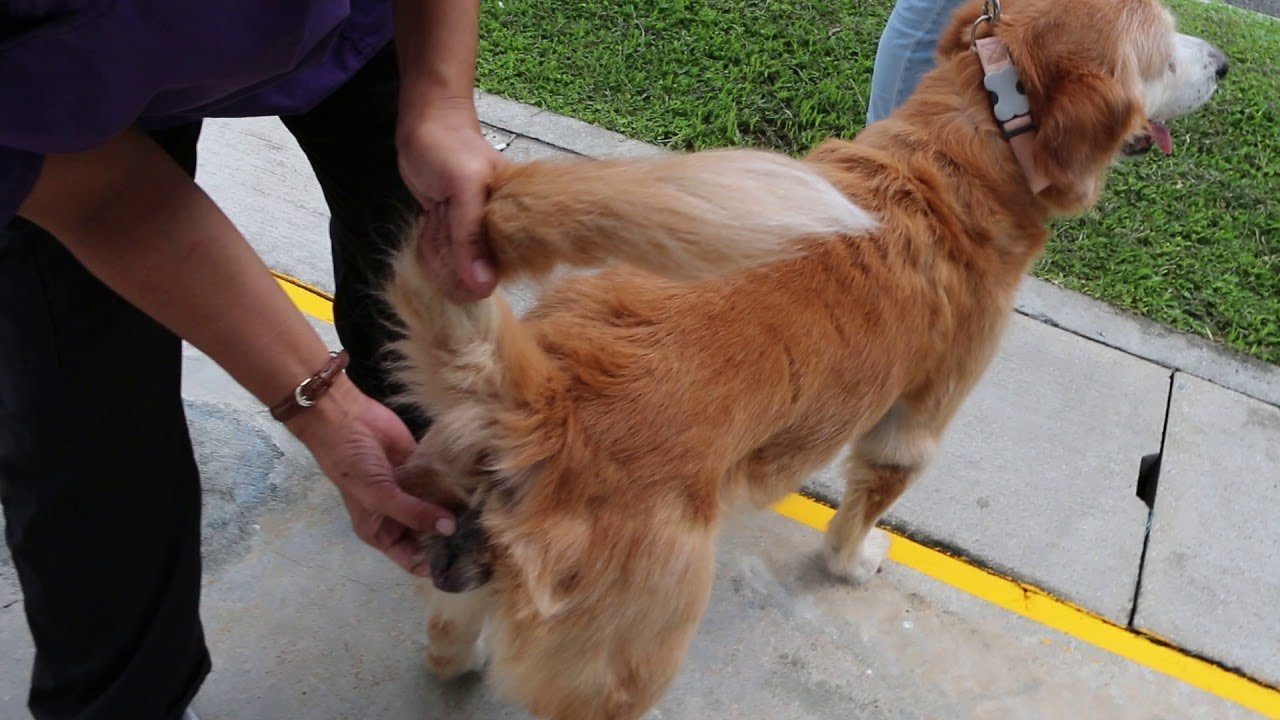 TRATAMENTO DE PIOMETRA PARA CADELA COM SECREÇÃO VAGINAL EM CASA SEM ...
