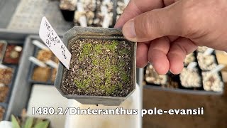 Dinteranthus Seedlings!