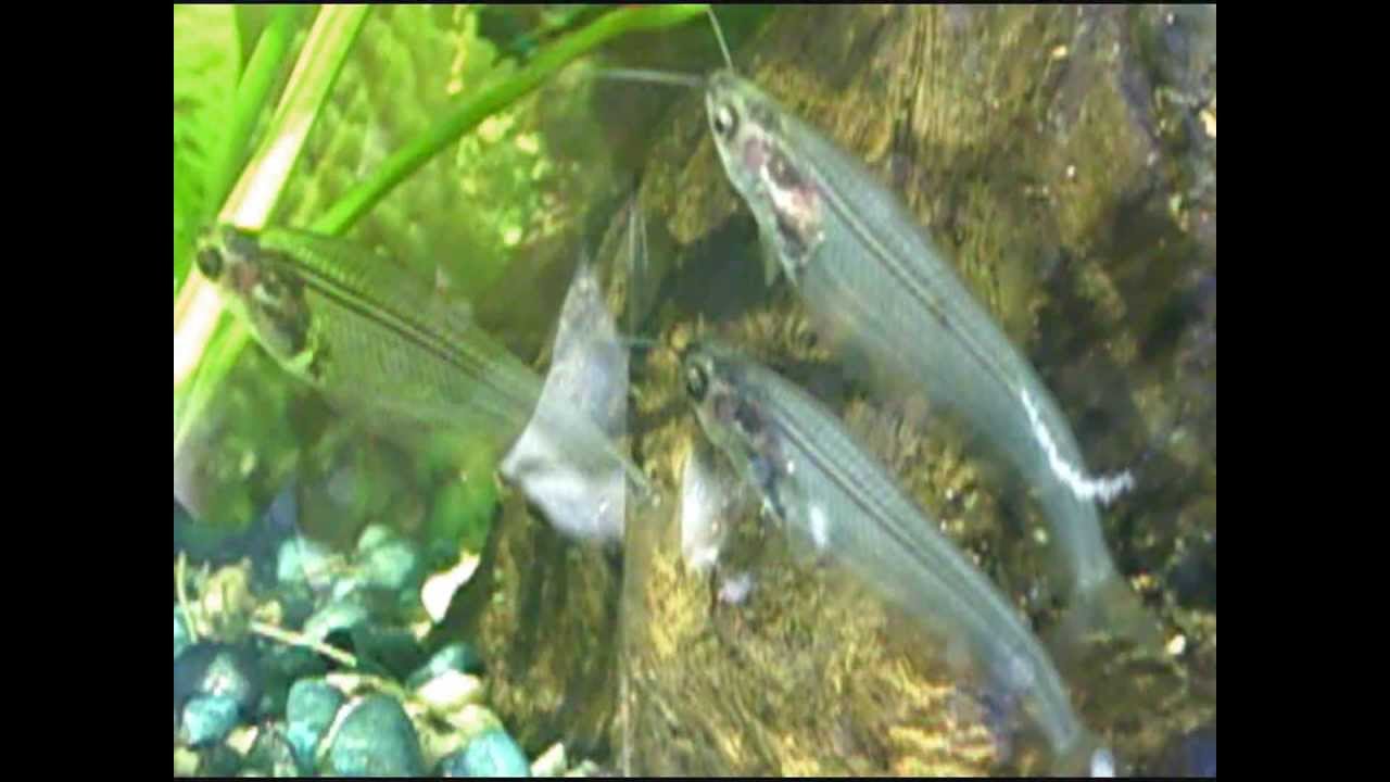 Sumiki szkliste HD - YouTube