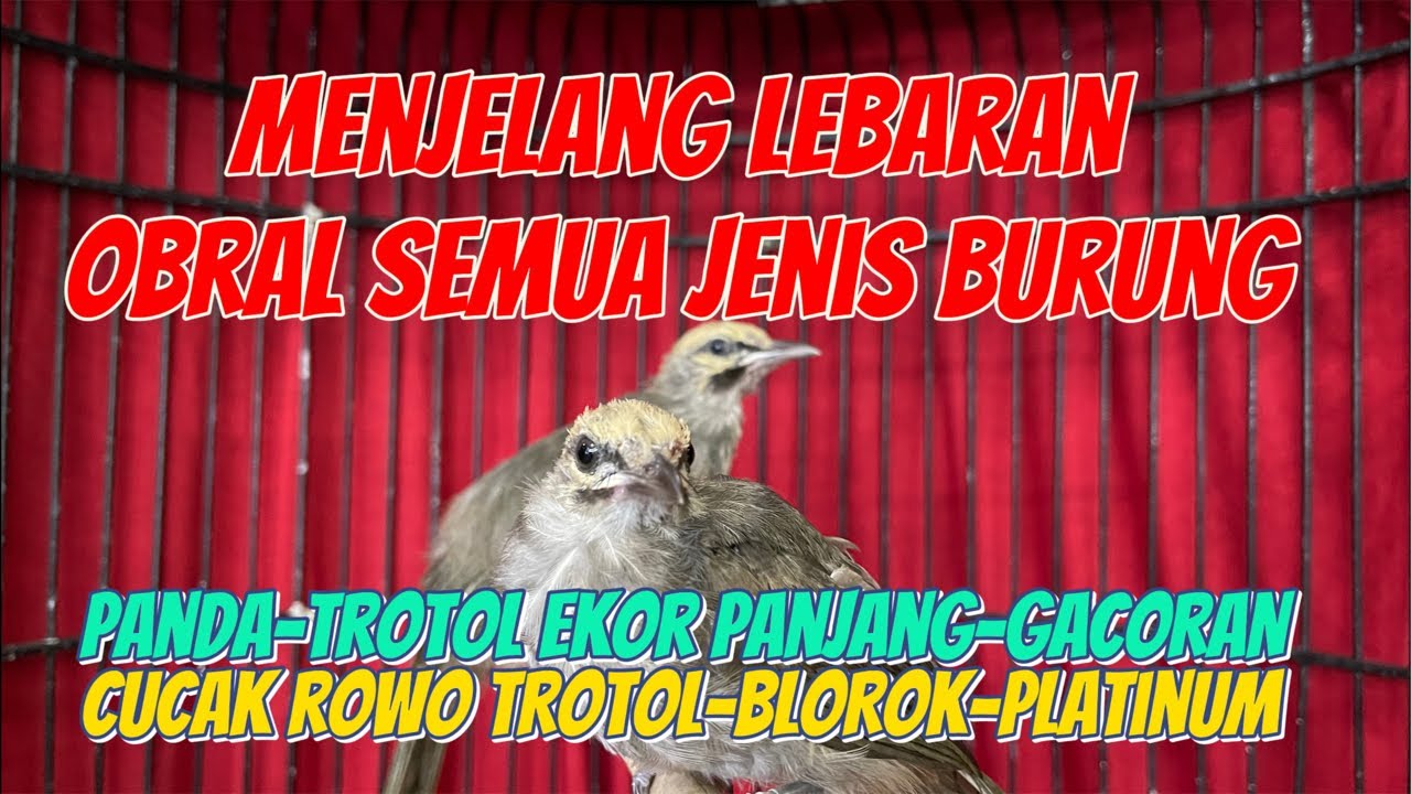 OBRAL SEMUA JENIS BURUNG.!! - YouTube