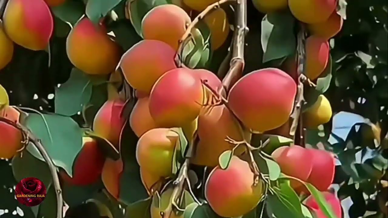 Easy Way To Grow Apricot Plant From Seed / Apricot Plant Time Lapse ...