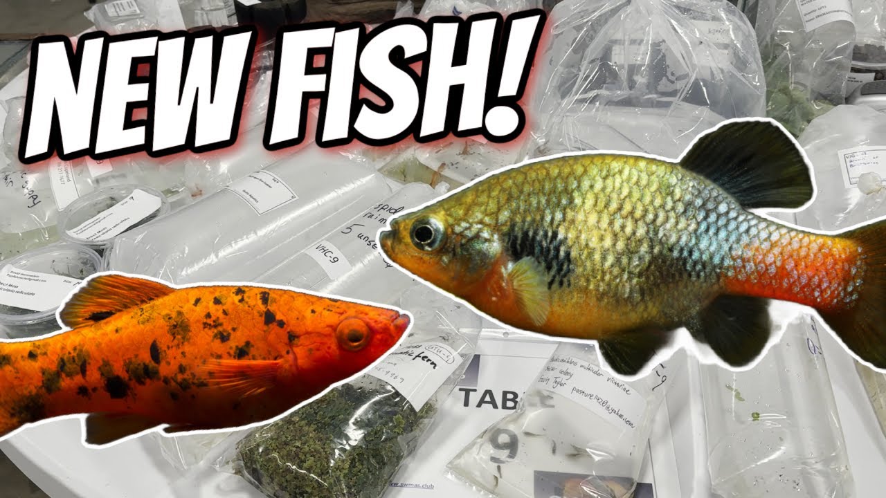 I found some Awesome New Rare Fish at the Southwest Michigan Aquarium ...