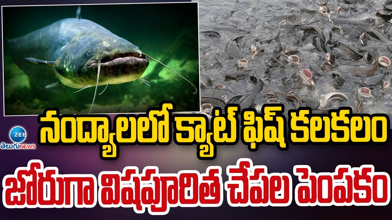 Cat Fish Forming In Nandyala | నంద్యాలలో క్యాట్ ఫిష్ కలకలం జోరుగా ...