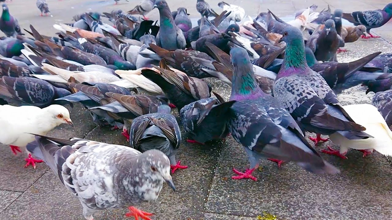 Collection Homeless Pigeons for feeding and give food - YouTube