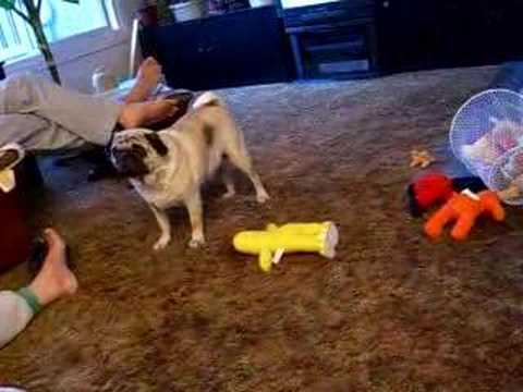 Pug coughing - YouTube