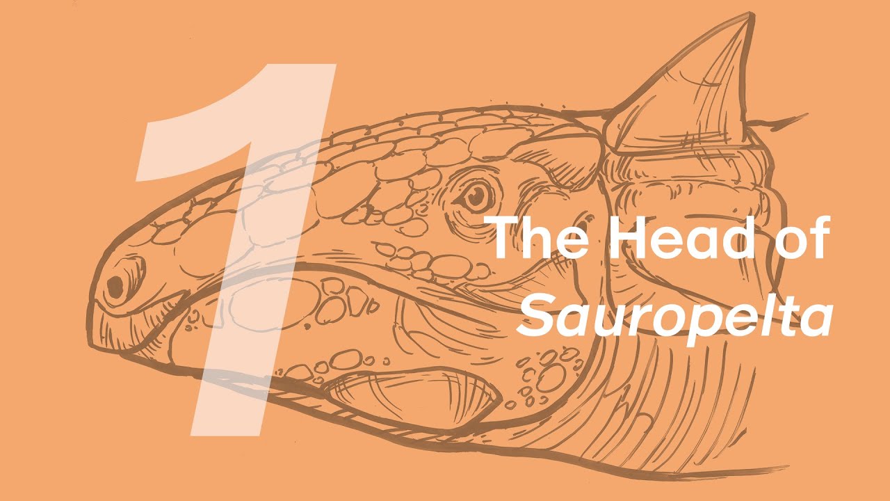 Isaac the Sauropelta 1: The Head | Learn to Draw Dinosaurs with ZHAO ...