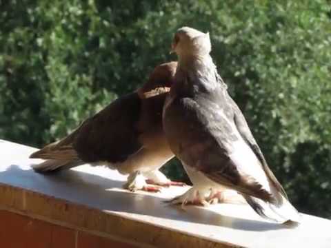 Öpüşen güvercinler