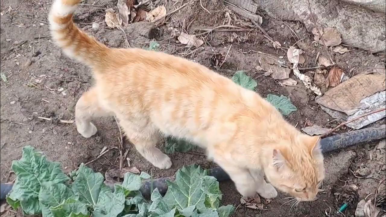 Четвертая весенняя обработка дачи( хорус +актара).01.05.23.Сев Каз..Ч ...