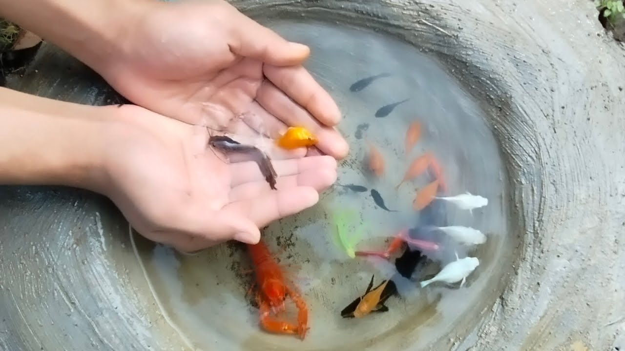Catch ornamental fish in ponds, catfish, molly, platy Oscars, bettas ...