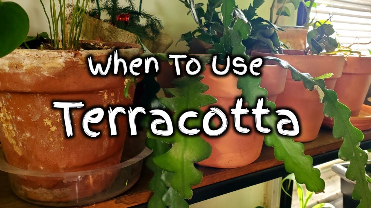 When To Use Terracotta | What Plant Goes Best With Terracotta - YouTube