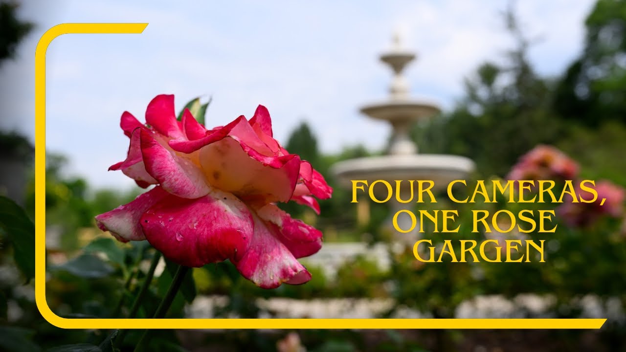 Photographing a Rose Garden w/4 Different Cameras - YouTube
