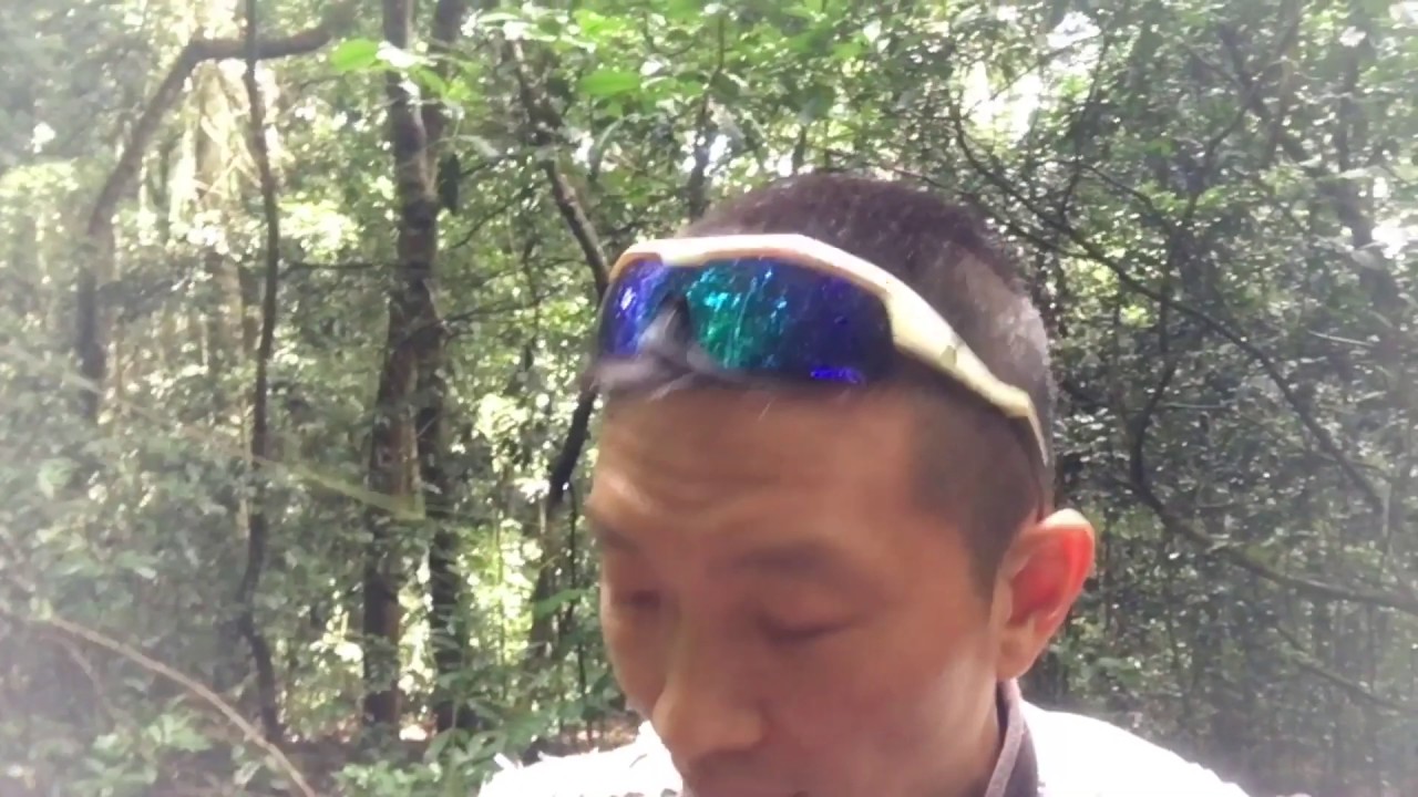 熱血阿傑 ️生態澳洲大角鍬形蟲Lissapterus obesus - YouTube