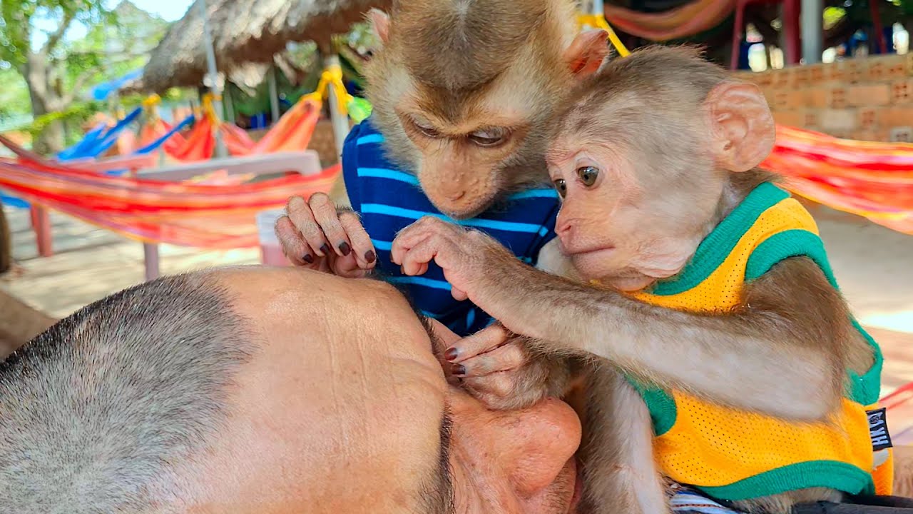 Monkeys take care of & love Grandpa , Sam - YouTube