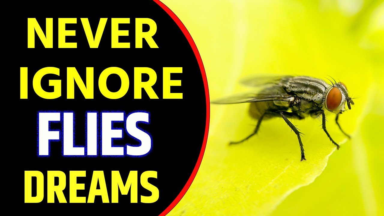 What does Flies Dream Meaning | Dreaming of Flies | Flies Dream Interpretation - YouTube