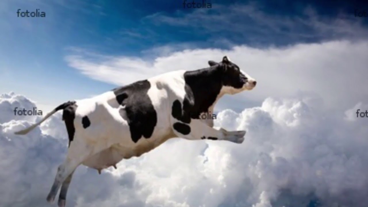 Mooooooooooooooooo - YouTube