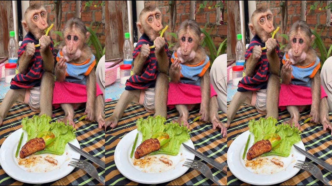 Today, the monkey is very happy because he ate the roast beef that his ...