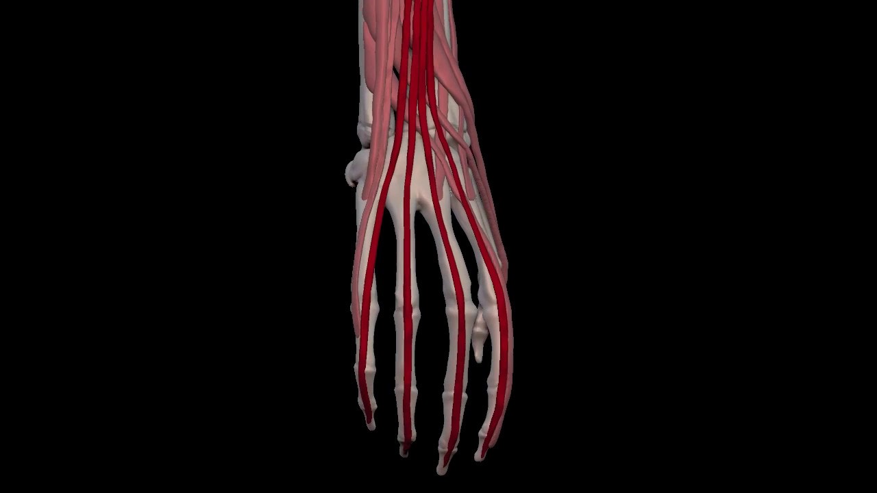 Arm Muscles: 37 Extensor Digitorum Communis - YouTube