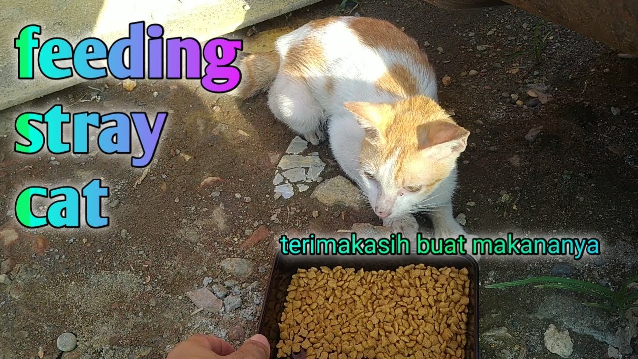 kucing-kucing yang lapar || feeding stray cat - YouTube