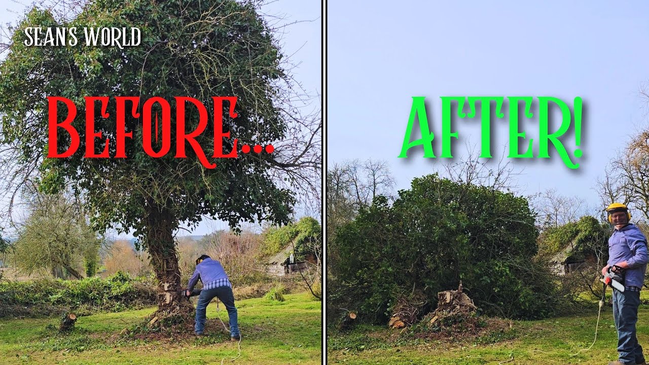 Why l Cut This Massive Pear Tree Down! - YouTube
