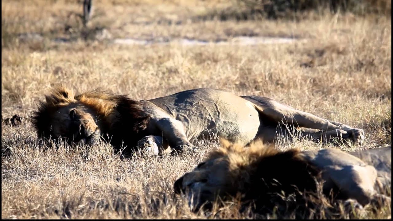 Bellowing Lions of the Mombo Moporoto Pride - YouTube