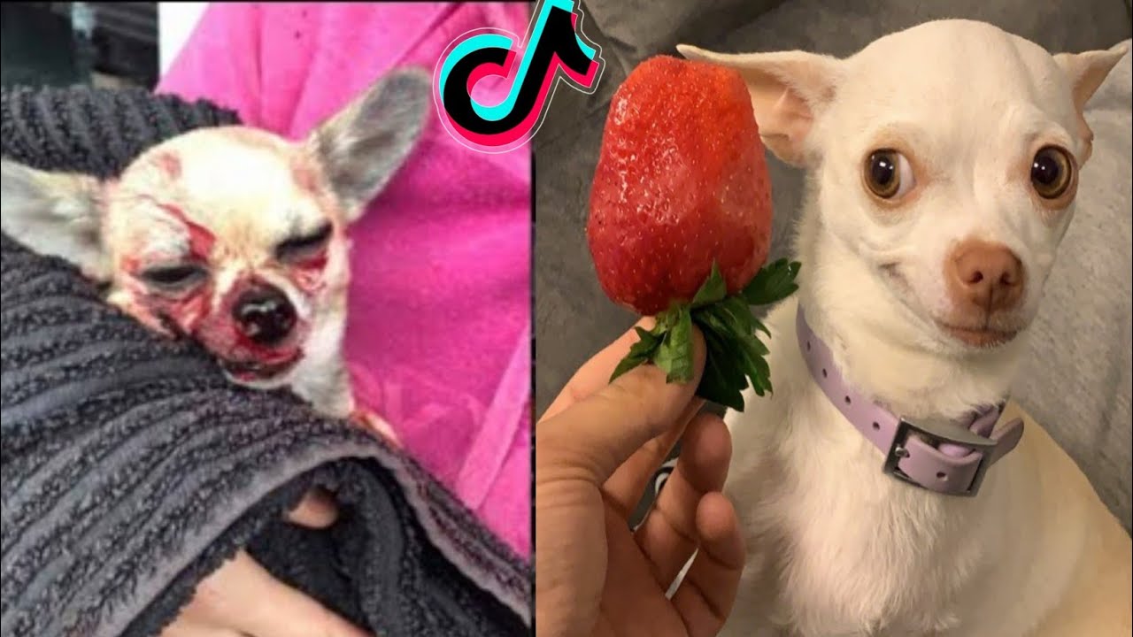 Special nikki chihuahua dog compilation।(mreviatar) #2। Fanny chihuahua ...