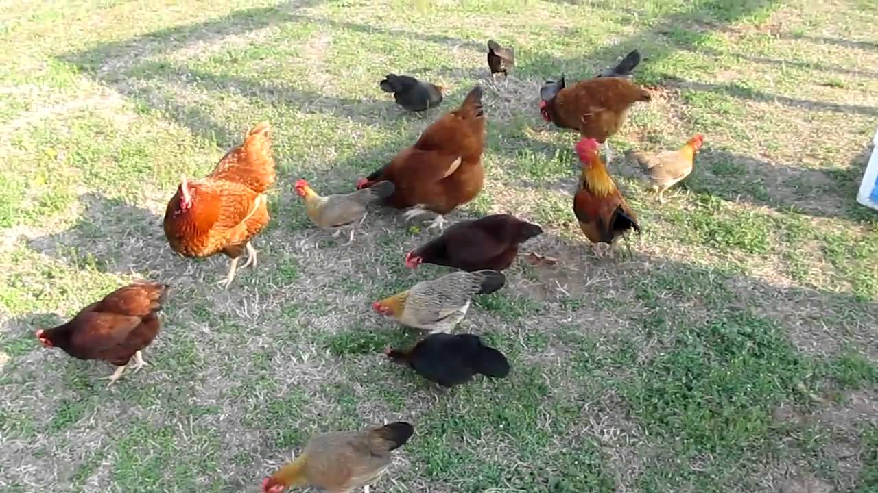 Chicken Scratch - YouTube