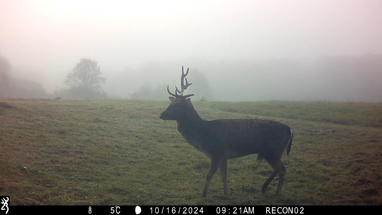 399 Daniel byk fallow deer bull Fotopułapka Wysoka Strzyżowska Trail ...