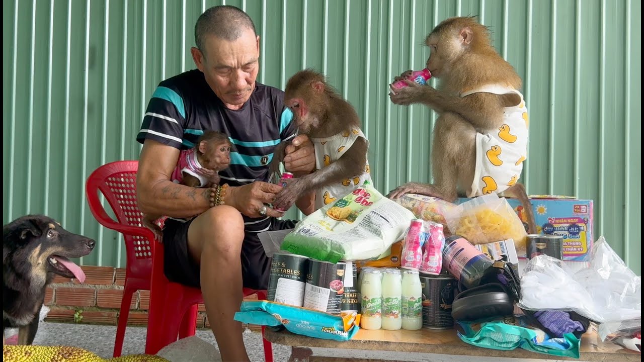 Monkeys are happily opening presents and drinking milk - YouTube