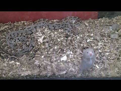 python snake eat cute hamster snake attack on rat - YouTube