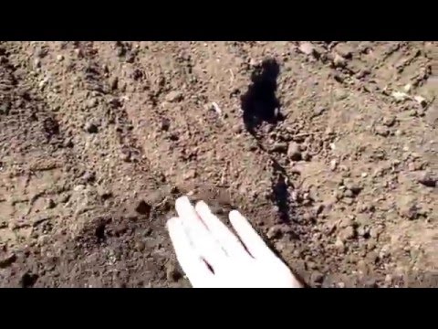 How To Make A Perfect Seedbed For Your Vegetable Garden - YouTube