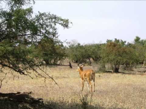 Parc national de Zakouma (Tchad). - YouTube