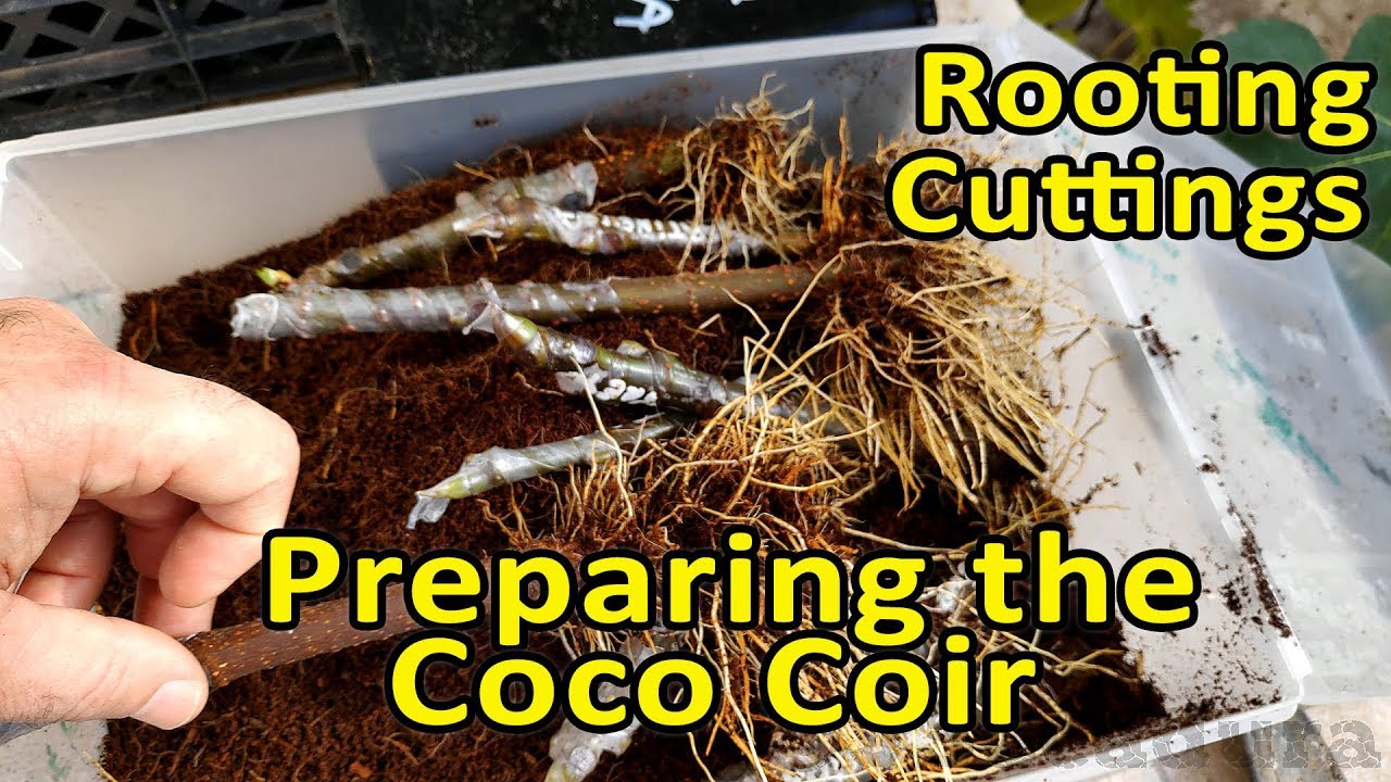 Rooting cuttings in Coco Coir | How to hydrate the Coco Coir Brick ...