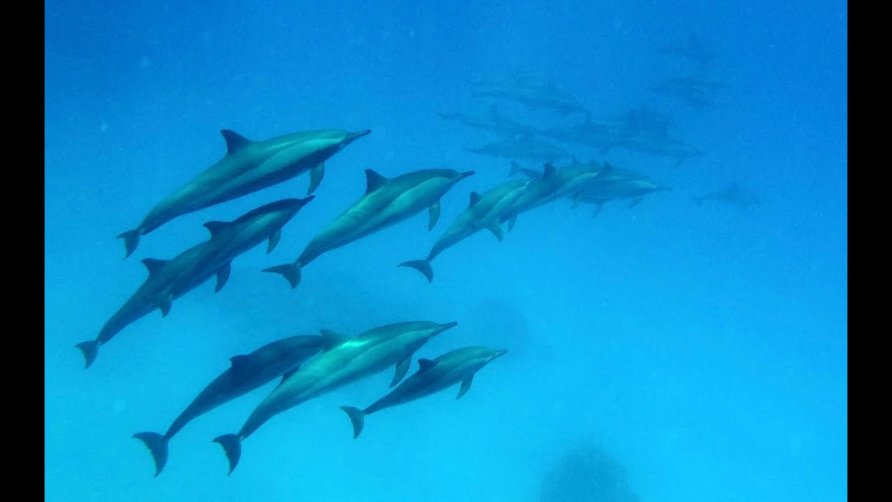 Sataya Reef (Dolphin Reef) - YouTube
