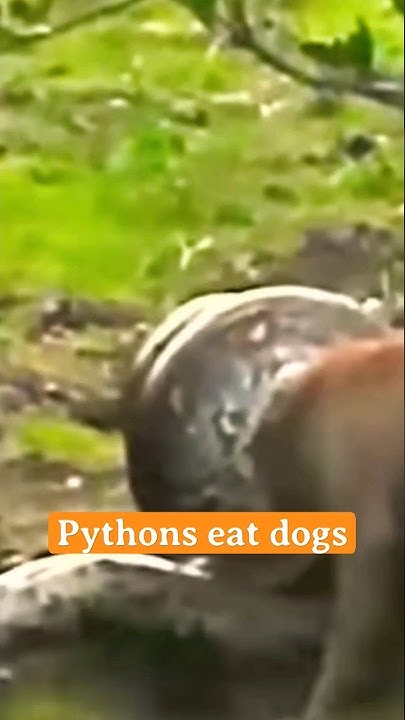 Pythons eat dogs😱#shorts - YouTube