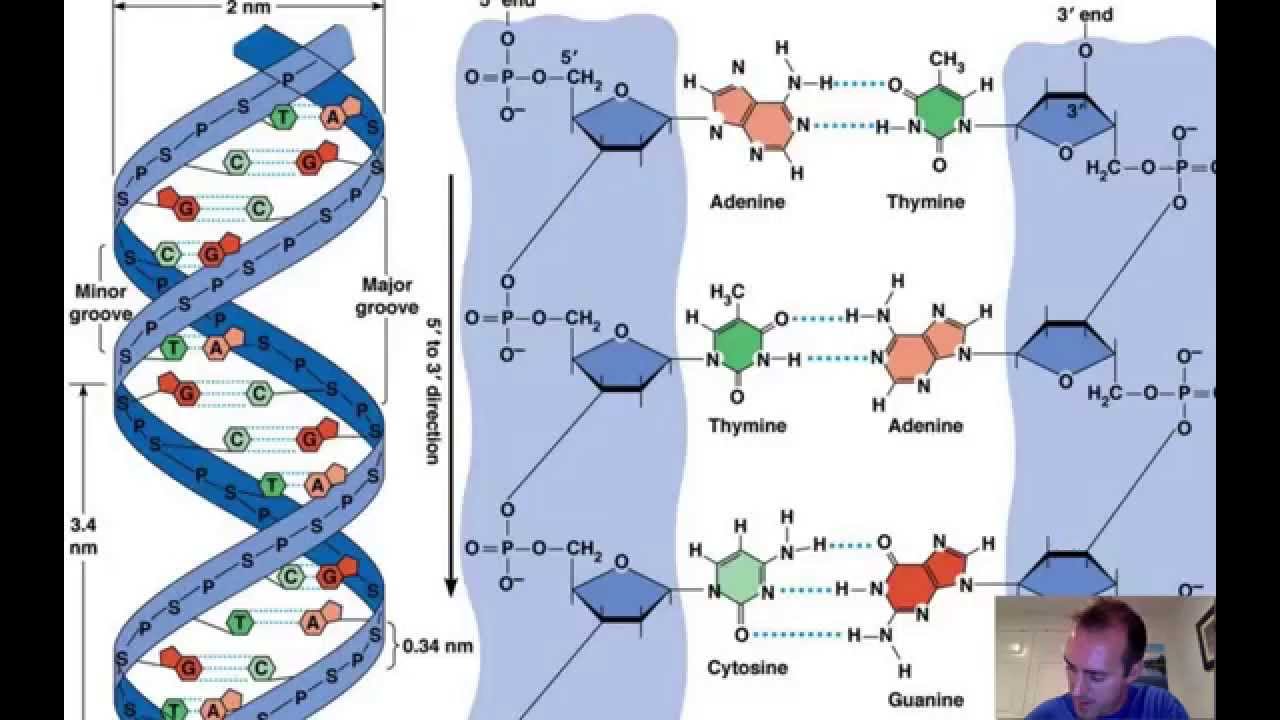 Wolfbioedu - DNA Structure Video Cast - YouTube