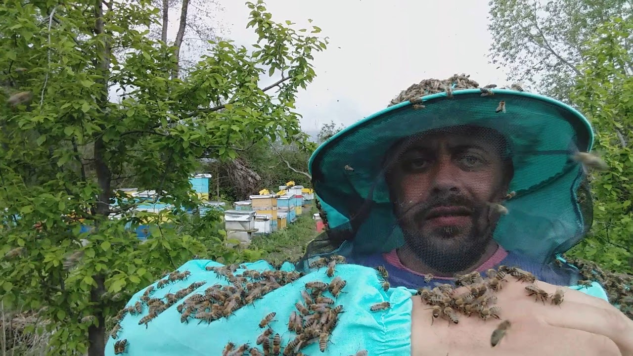 Video how the bee stew stops at the beekeeper (the bee loves the ...