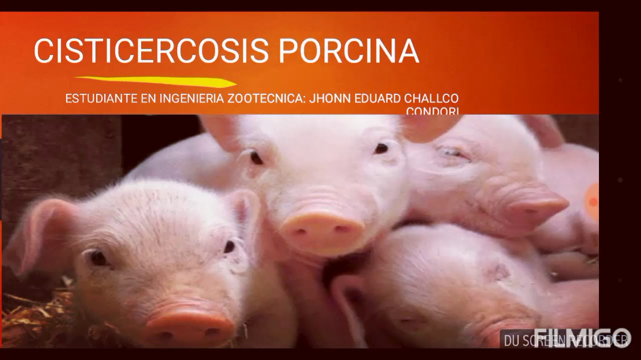 CISTICERCOSIS PORCINA - YouTube