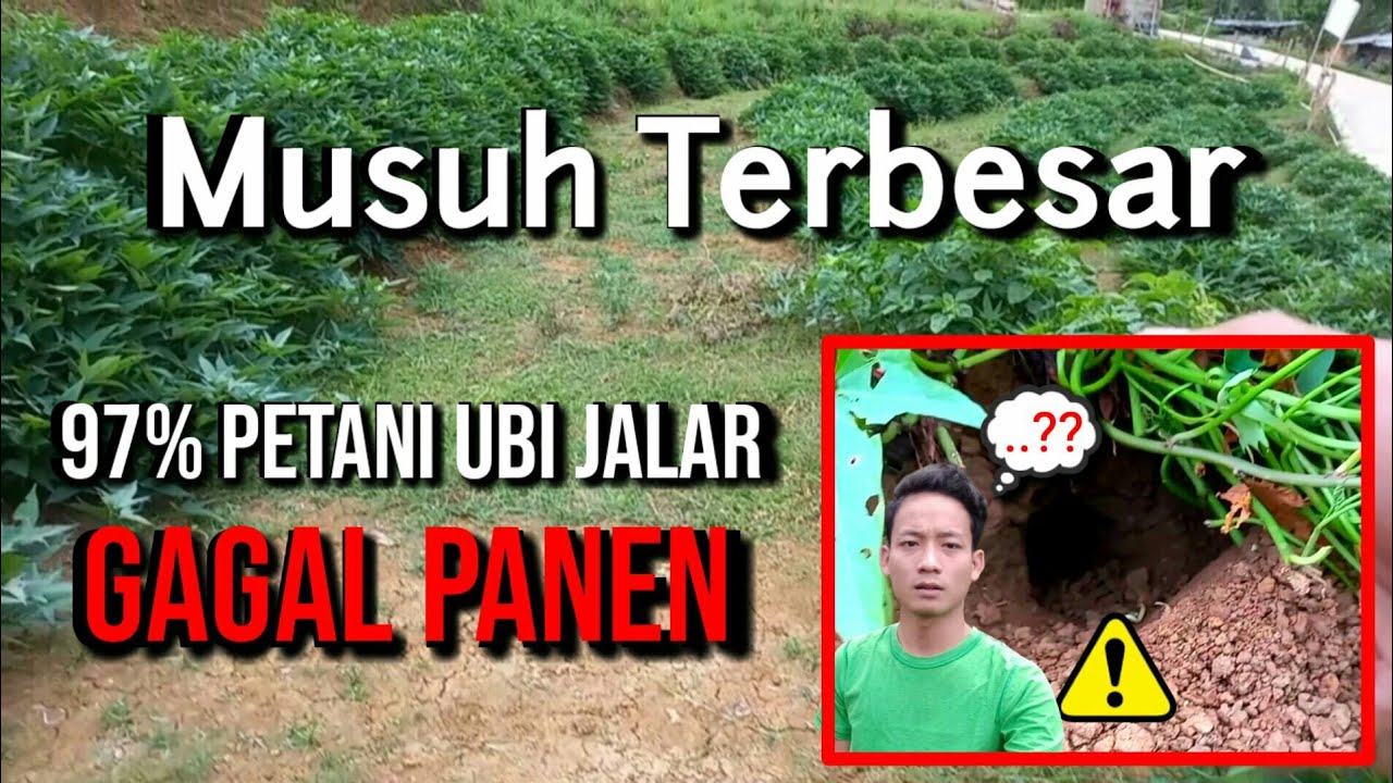 Resiko menanam ubi jalar dan sejenisnya penyebab ubi jalar ungu, tela ...