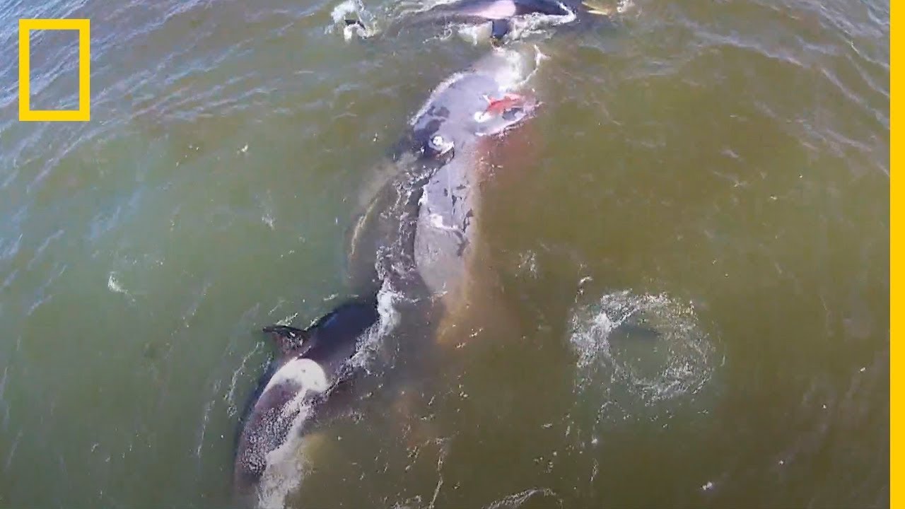 ¡Increíble! ORCAS cazan en grupo una BALLENA BOREAL ¡en vivo ...