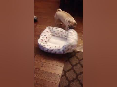 PUG ***ROXY*** attacking her bed!!! - YouTube