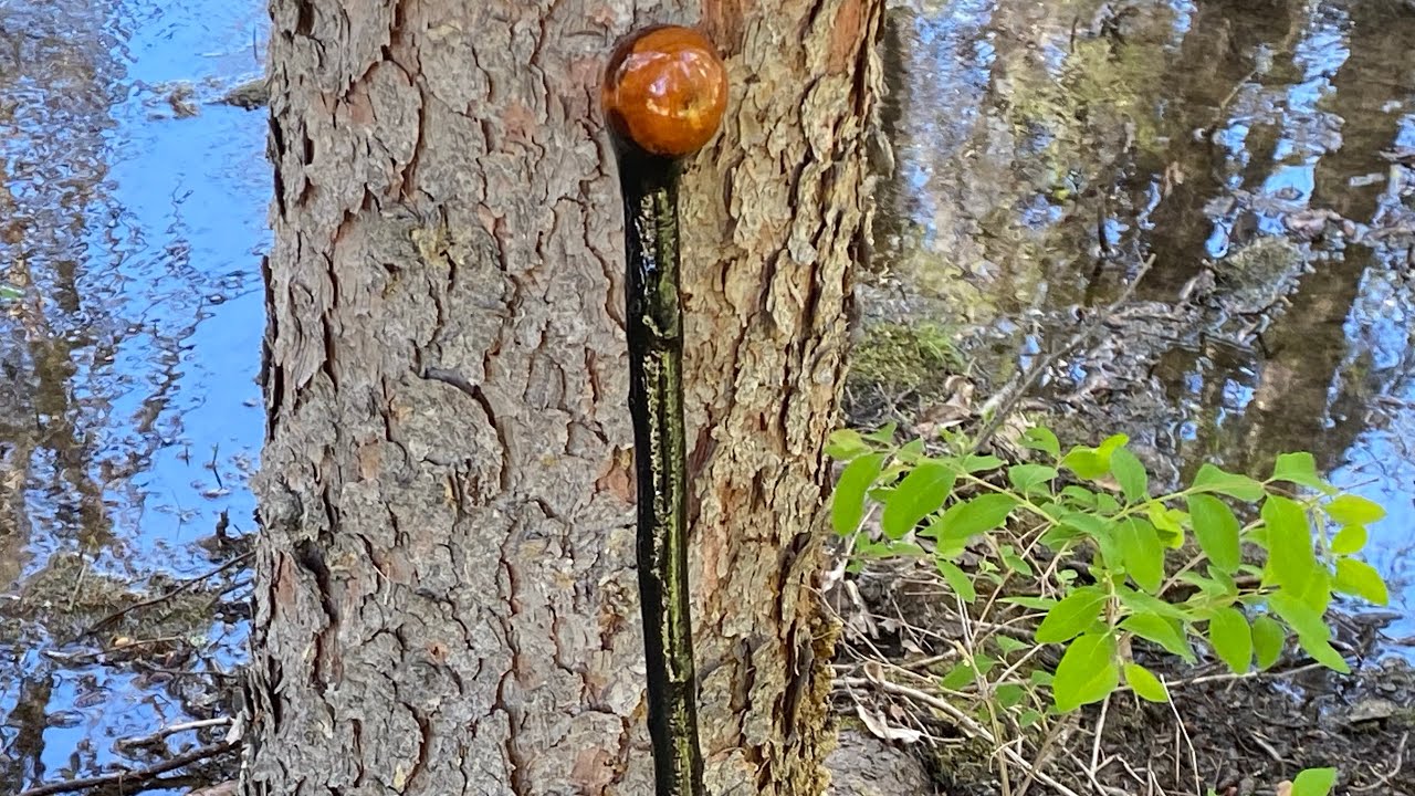 The Olde Shillelagh Walking Stick - YouTube
