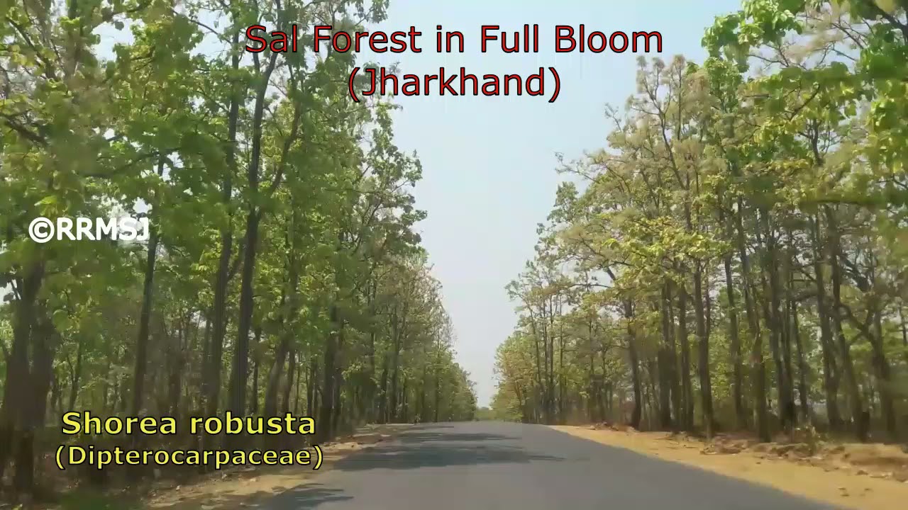 Depleting Sal Forest of Jharkhand in Full Bloom - Shorea robusta (Fam ...