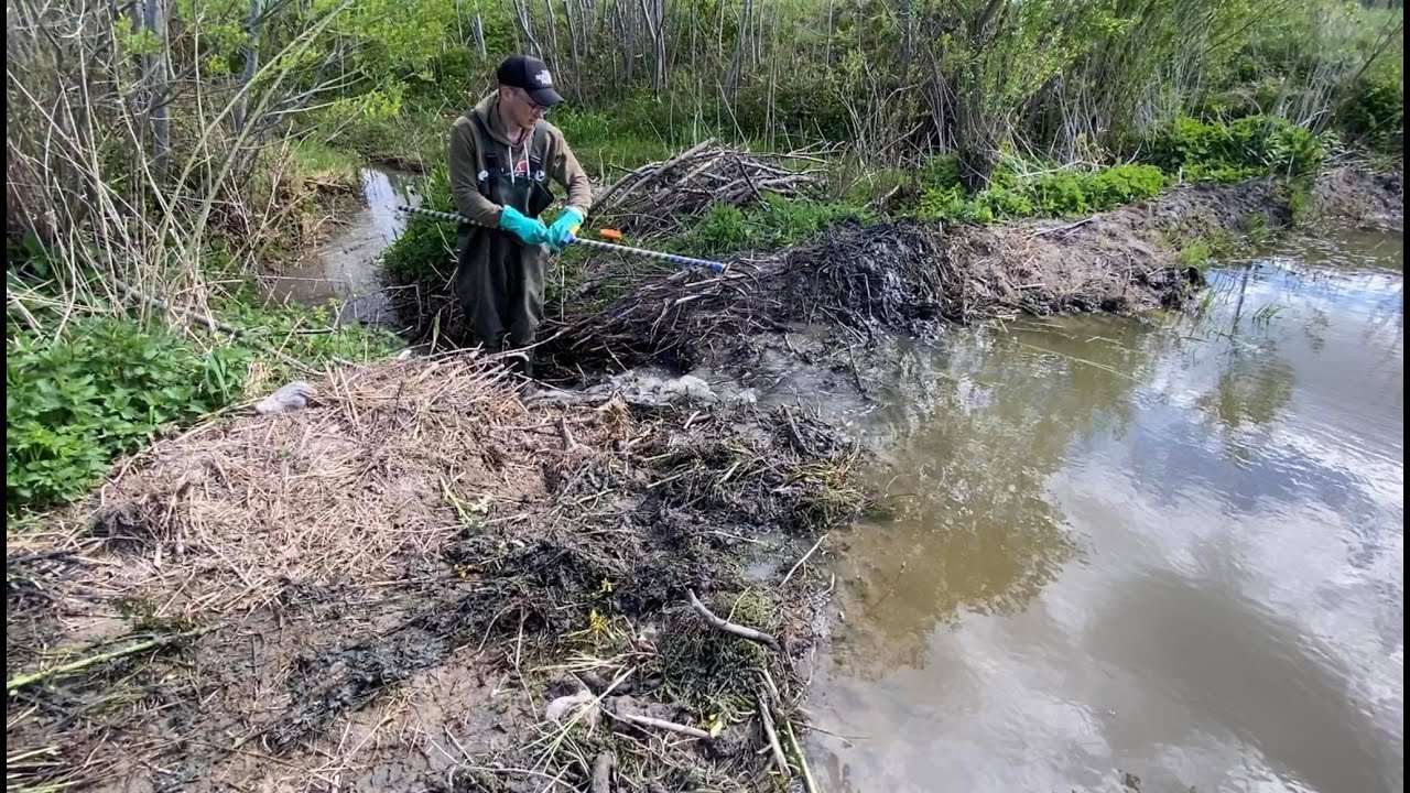 The giant beaver dam busted for a second time. - YouTube