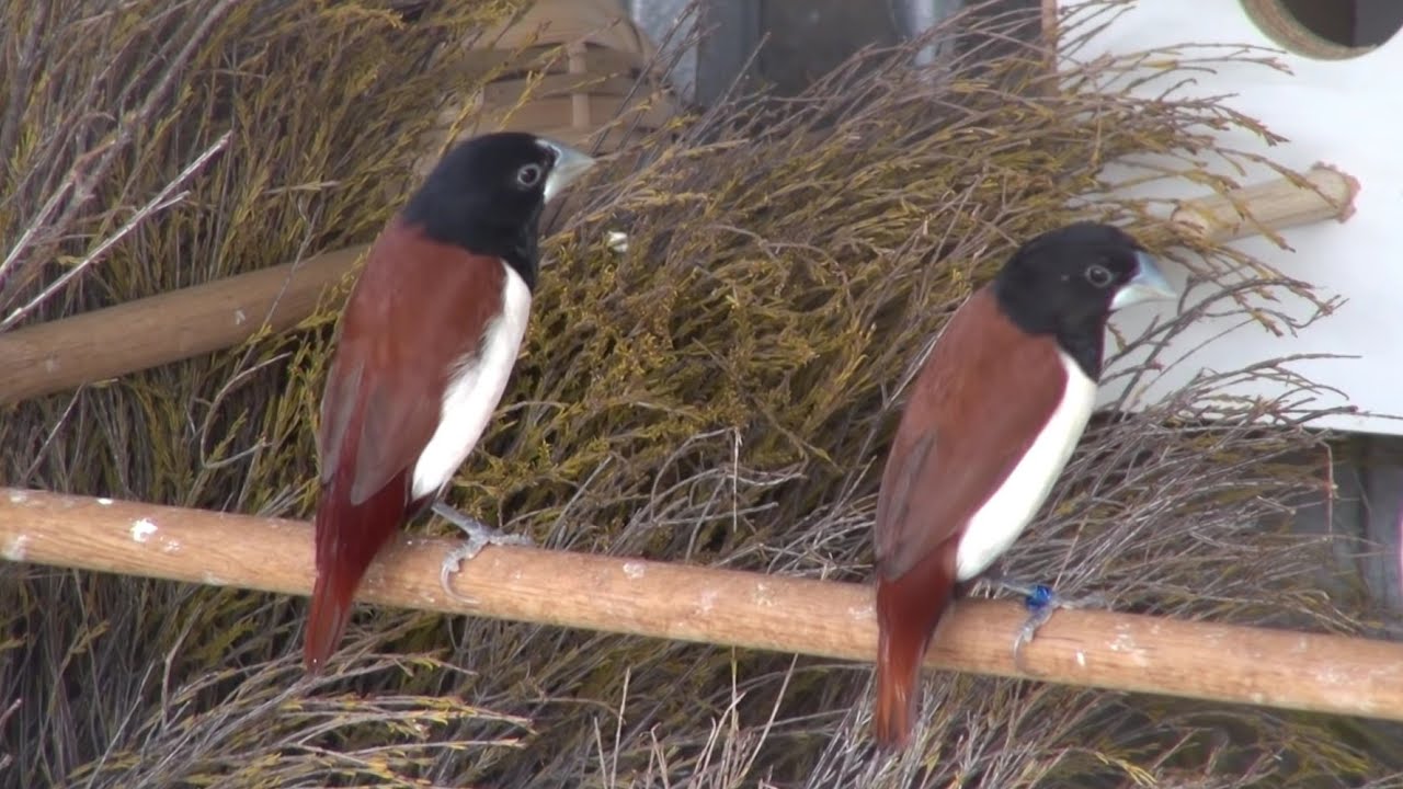 Tricoloured Munia Singing| Gorgeous Finches| Finch Zoo UK - YouTube
